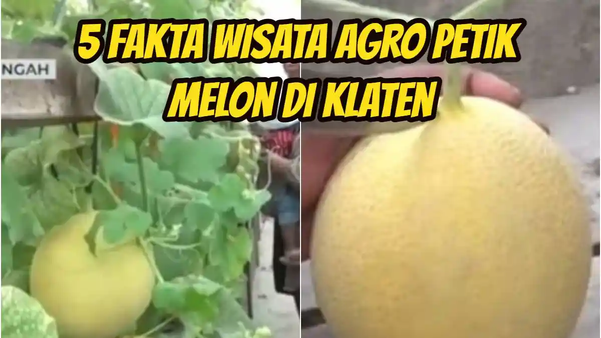 5 Fakta Wisata Agro Petik Melon di Klaten dengan Harga 20 Ribu Per Kilo ...