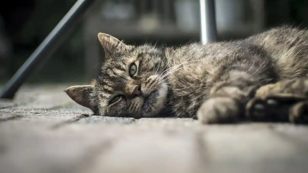 Anabul Lagi Sakit? Ini Rekomendasi Obat Kucing yang Ampuh untuk ...