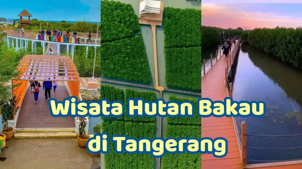 Tangerang Banten Punya Wisata Hutan Bakau Indah Buat Liburan, Cuma 1 ...