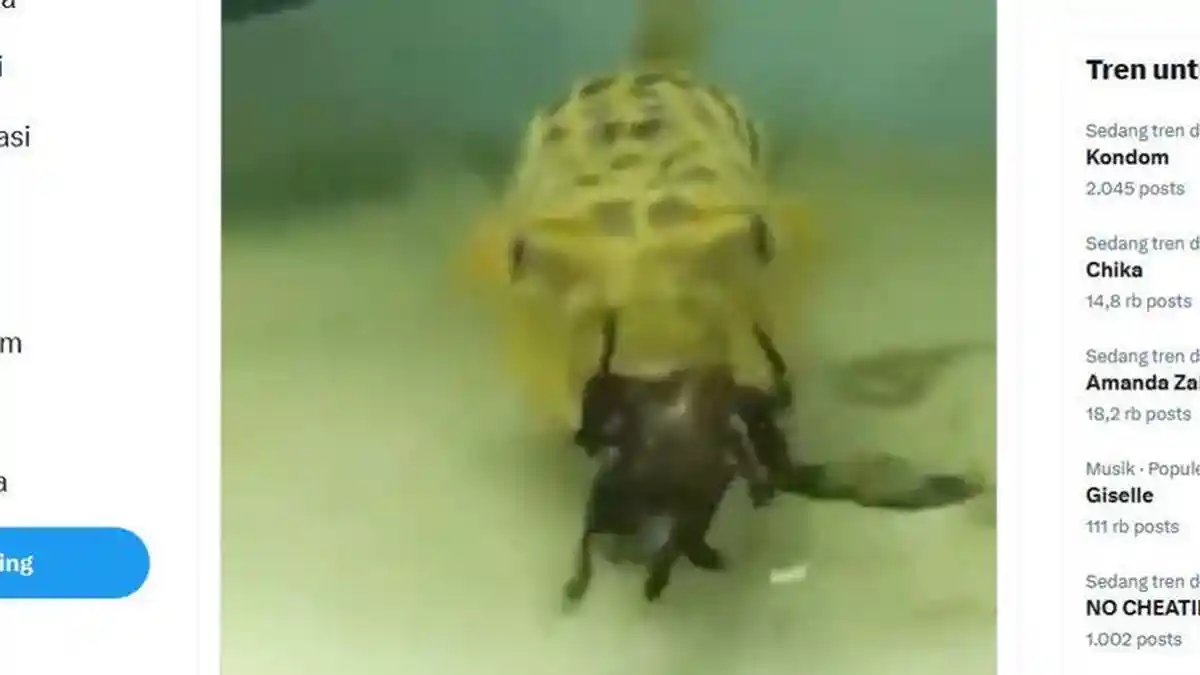 Viral Video Penampakan Ikan Pemakan Segala, Ada Kalajengking, Kelabang ...