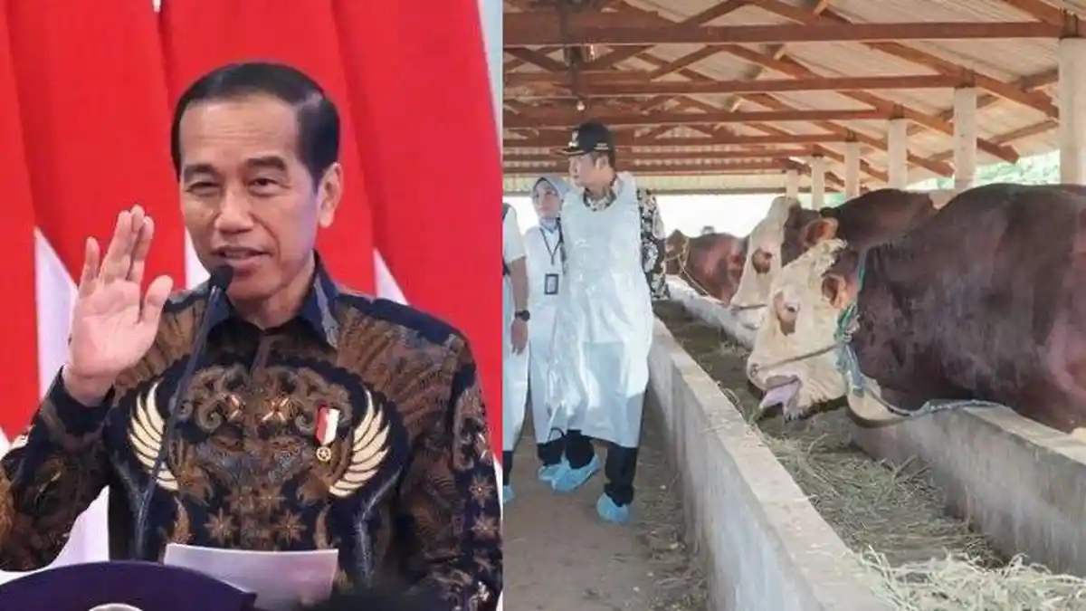 Potret Sapi Kurban Presiden Jokowi Tahun 2024, Dibesarkan Sejak 2 Tahun ...