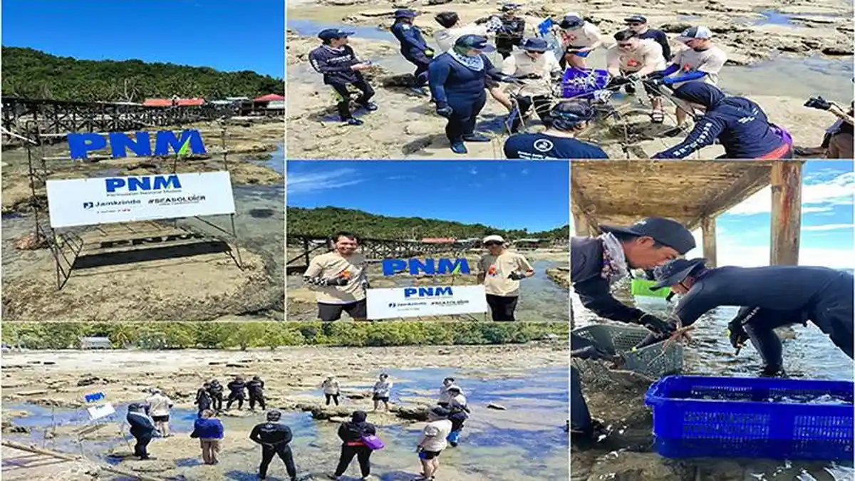Jaga Ekosistem Laut, PNM & Jamkrindo Tanam Ratusan Terumbu Karang di ...