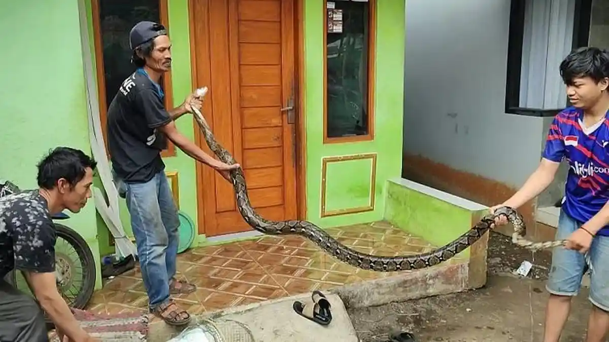 GEGER, Gegara Kekurangan Makanan, Seekor Ular Masuk ke Perkampungan ...