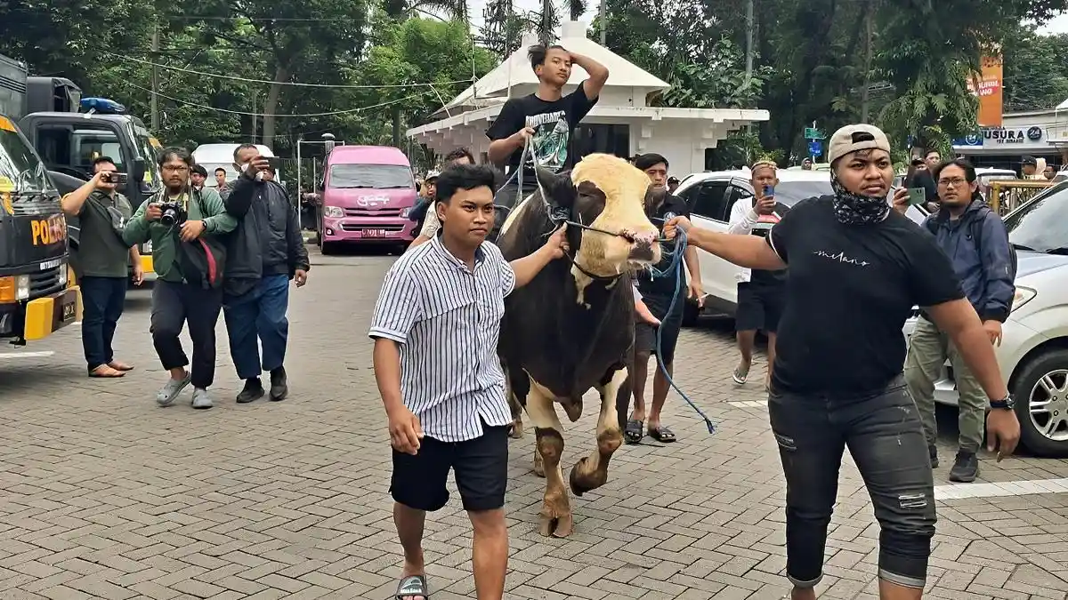 Demo Tolak Relokasi RPH Pegirian, Jagal Naiki Sapi ke Gedung DPRD ...