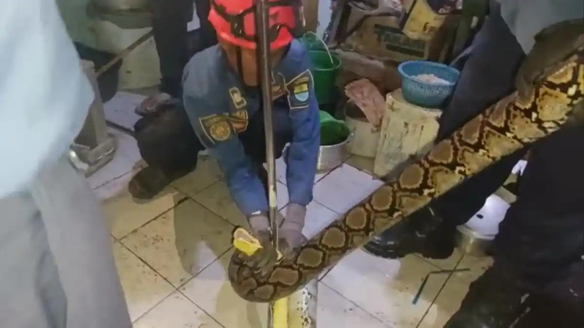 Dikira Tikus, Warga Kesunean Cirebon Syok Temukan Piton 6 Meter Melilit ...