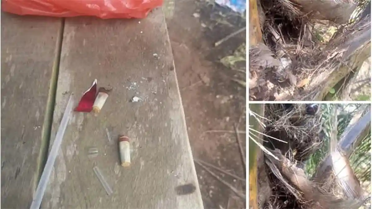 Atlet Pararenang Riau Ini Kesal, Sawitnya di Kampar Kerap Dicuri Diduga ...