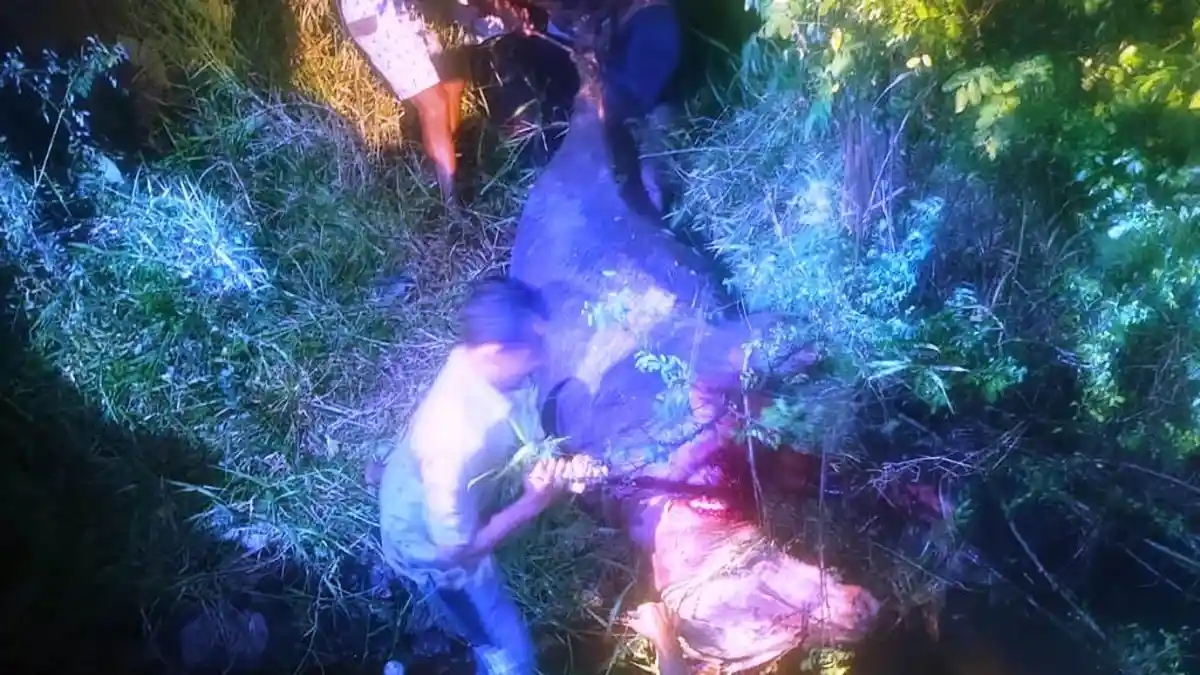 Kerbau Kurban di Kudus Mengamuk, Seruduk Dua Pemotor dan Panitia ...