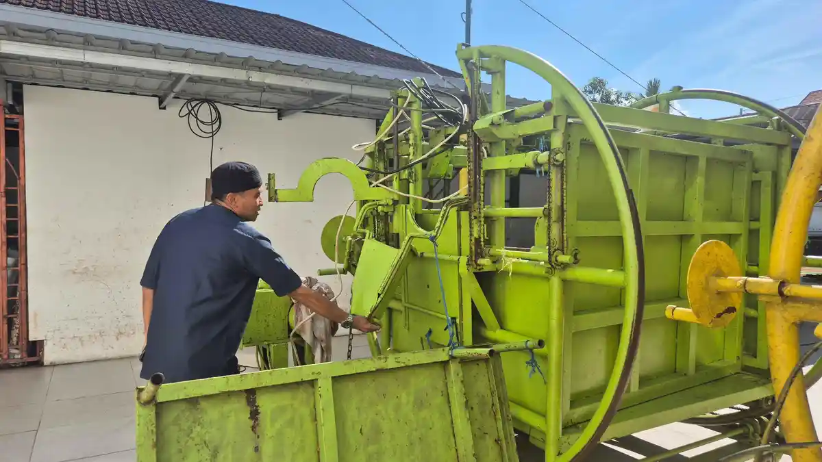 Menyaksikan Panitia Kurban Masjid Al Jihad Banjarmasin Bekerja, 105 ...