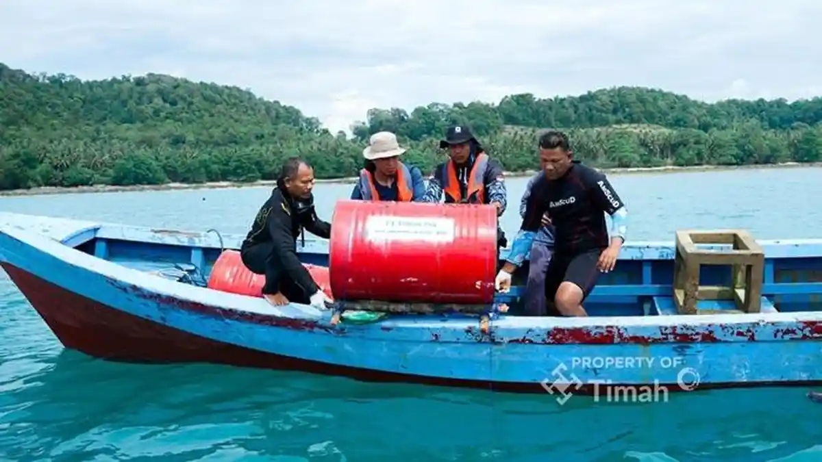 Restocking Cumi Jadi Rehabilitasi Laut, PT Timah Tebar Anakan Cumi di ...