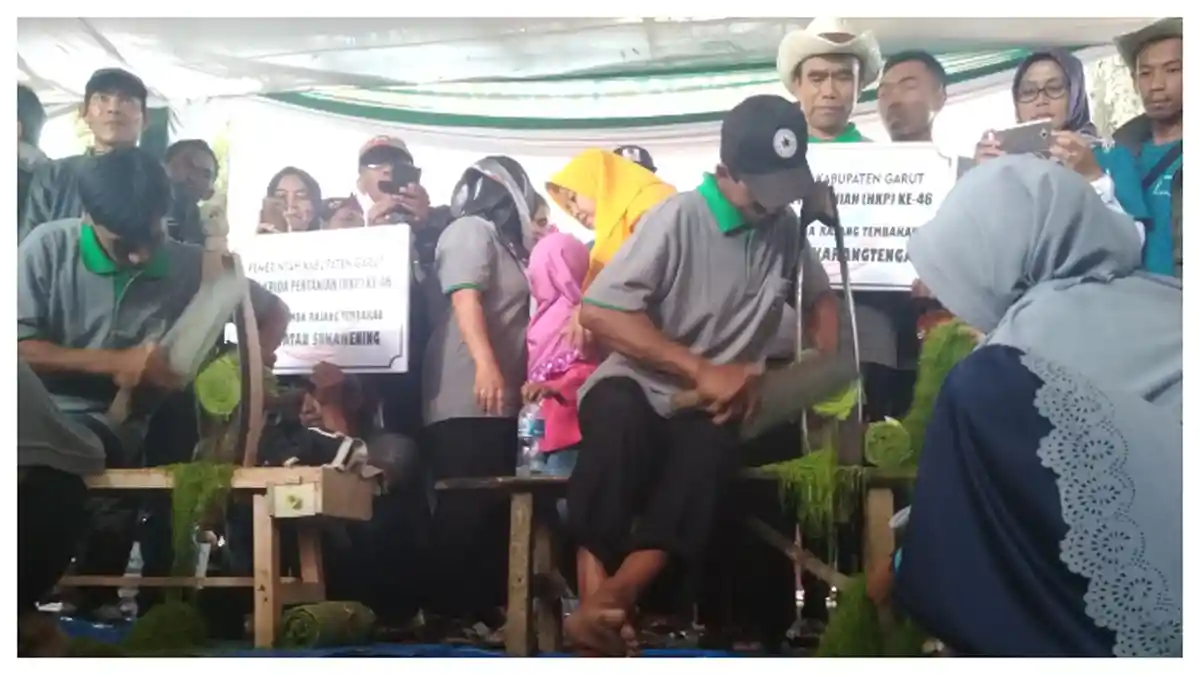 Begini Proses Merajang Tembakau di Garut, Butuh Waktu 15 Hari Sebelum ...