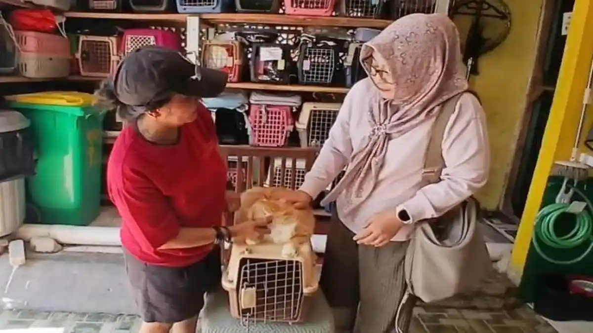 25 Ucapan Hari Peluk Kucing 4 Juni 2026, Bentuk Kasih Sayang untuk ...