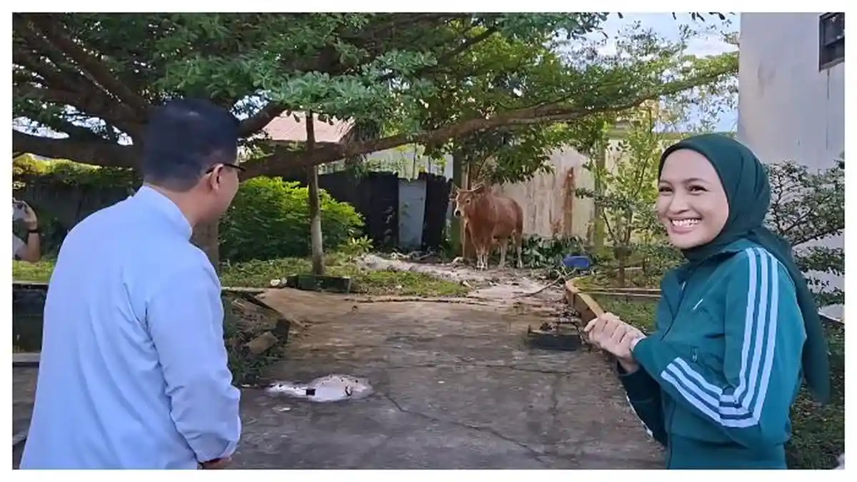 Ivo Sugianto Sabran Serahkan Sapi Kurban dari Peternak Tangkiling ke ...