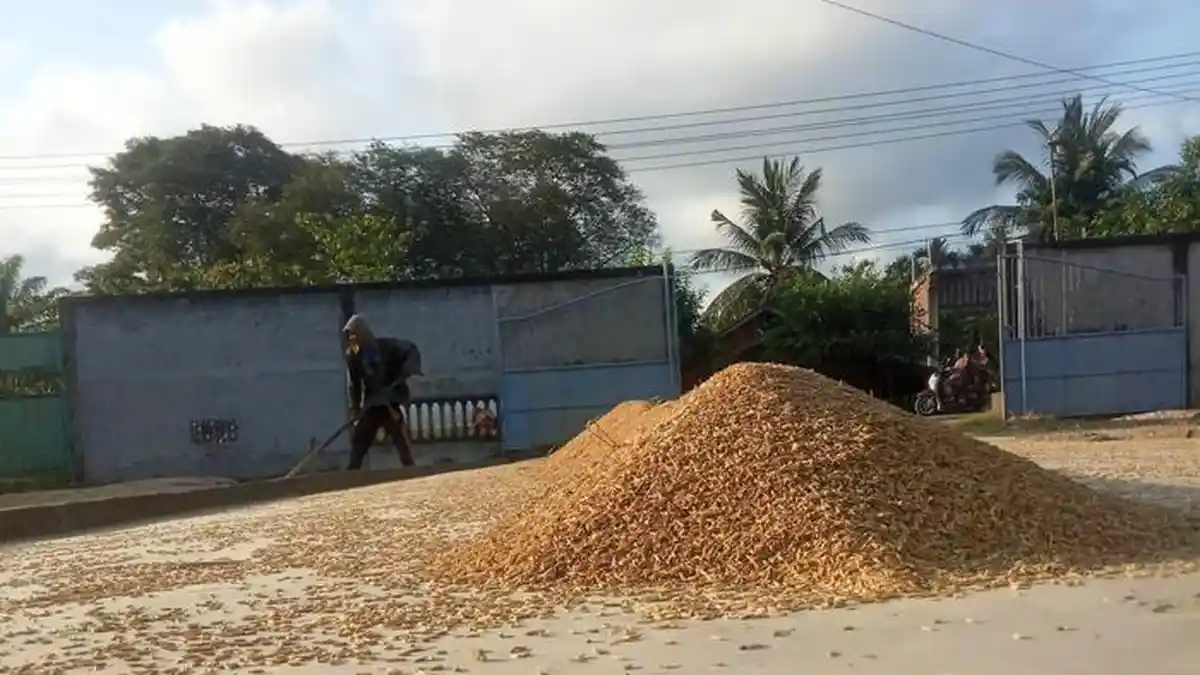 Harga Gabah Kering di Aceh Timur Capai 6.900 per Kg - Serambinews.com