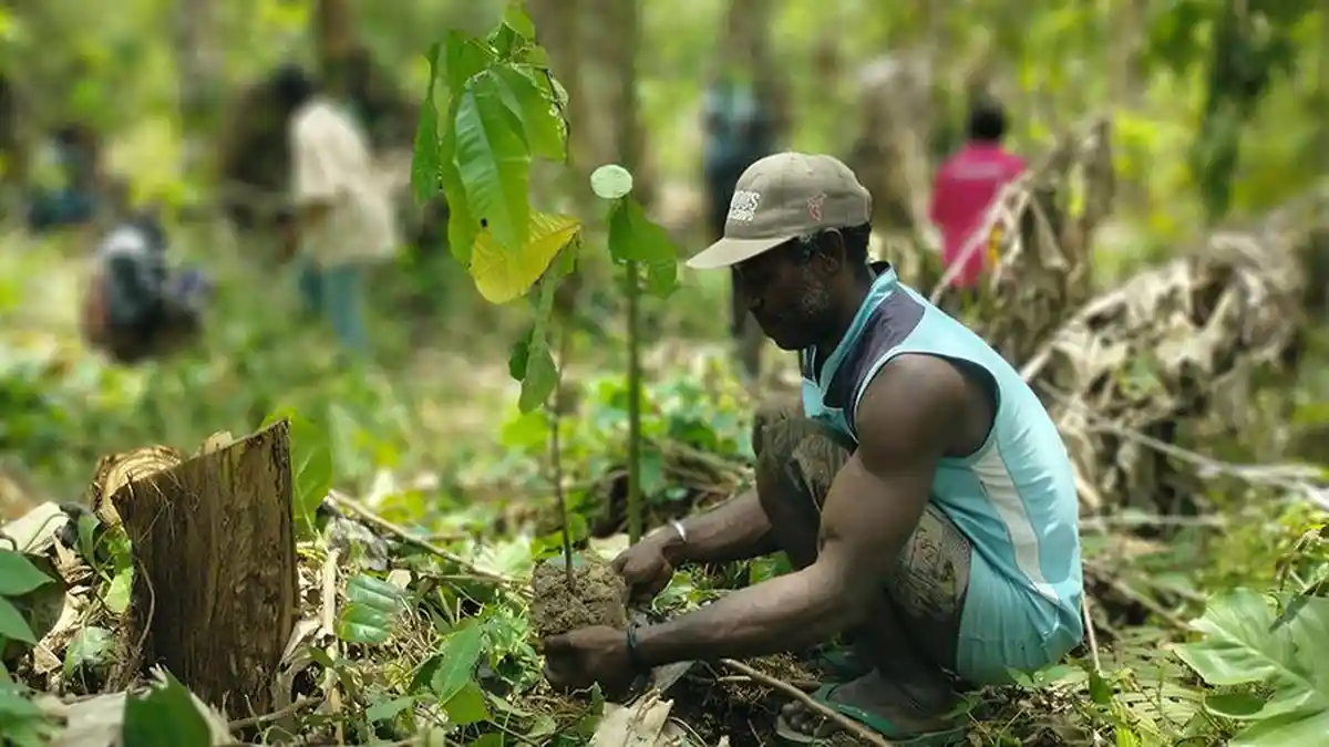 Fahutan UNIPA Gelar Penyuluhan dan Penanaman 1.500 Bibit Pohon Bersama ...