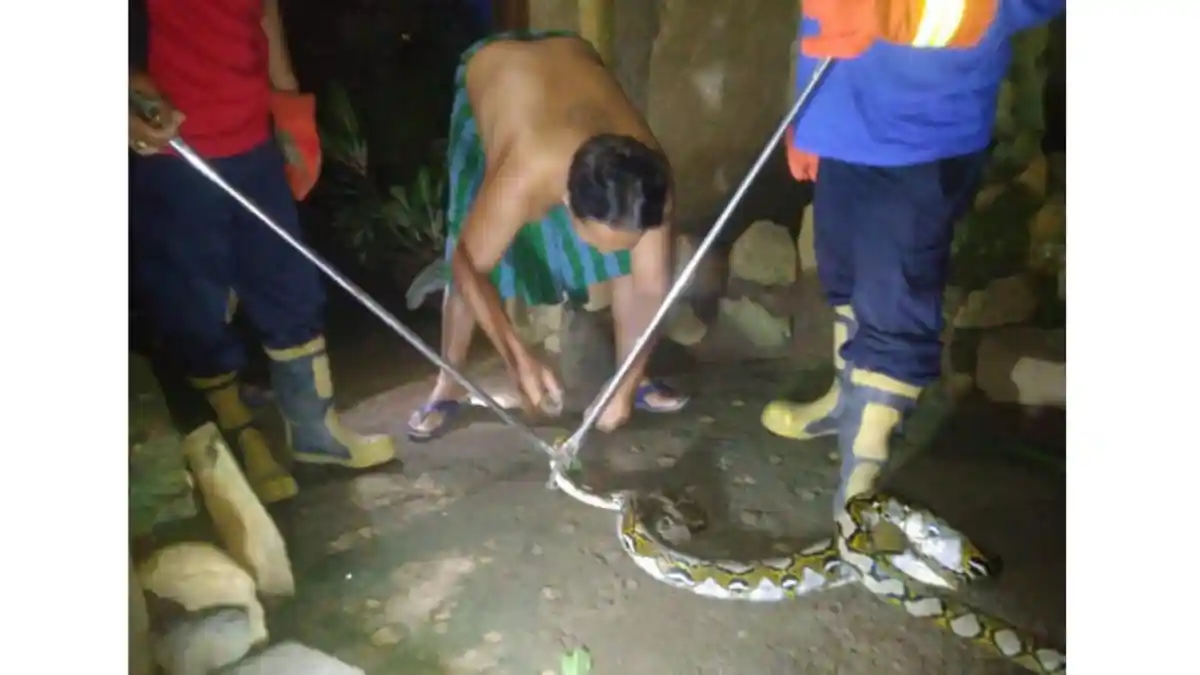 Seekor Ular Piton Ditemukan di Pekarangan Rumah Warga, Sering Memangsa ...
