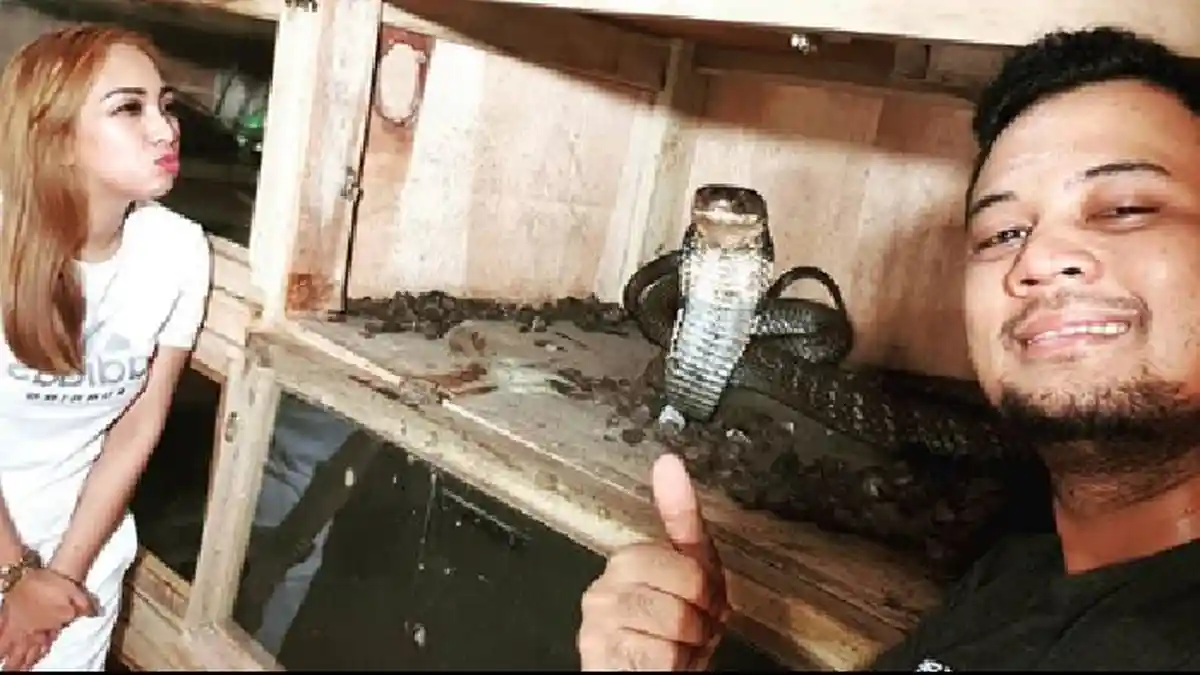 Aneh, Ular King Kobra Garaga Malah Lebih Tenang Dekat Ana Cikey, Panji ...