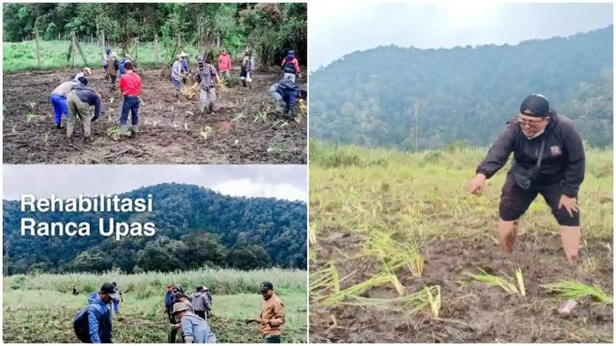 Lahan Ranca Upas Rusak usai Event Motor Trail, Perhutani Rehabilitasi ...