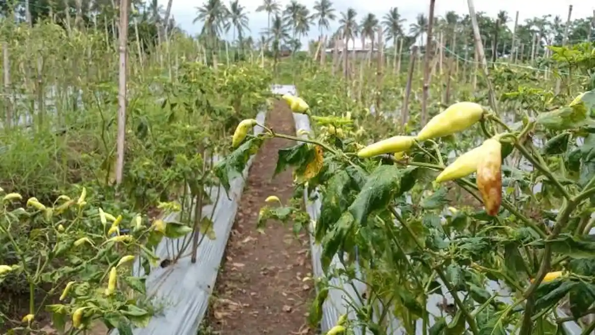 Harga Cabai di Lombok Timur Meroket Tembus Rp100 Ribu per Kilogram ...