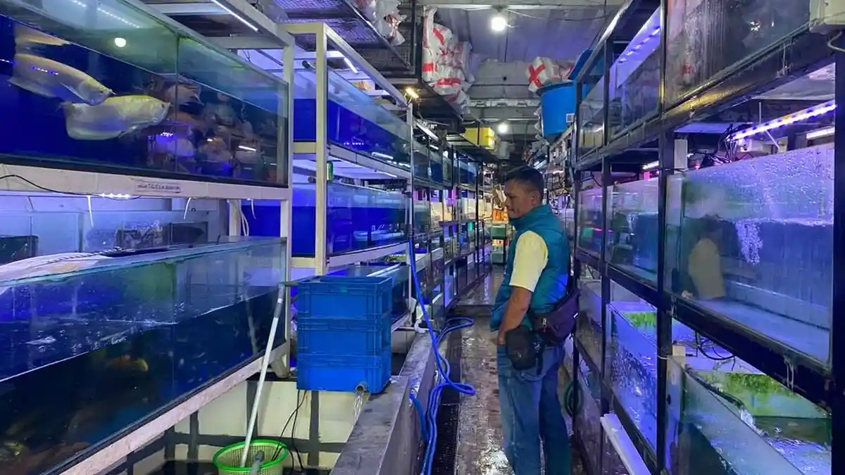 Puluhan Ikan Hias Mati Imbas Pemadaman Listrik, Pedagang di Bandung ...