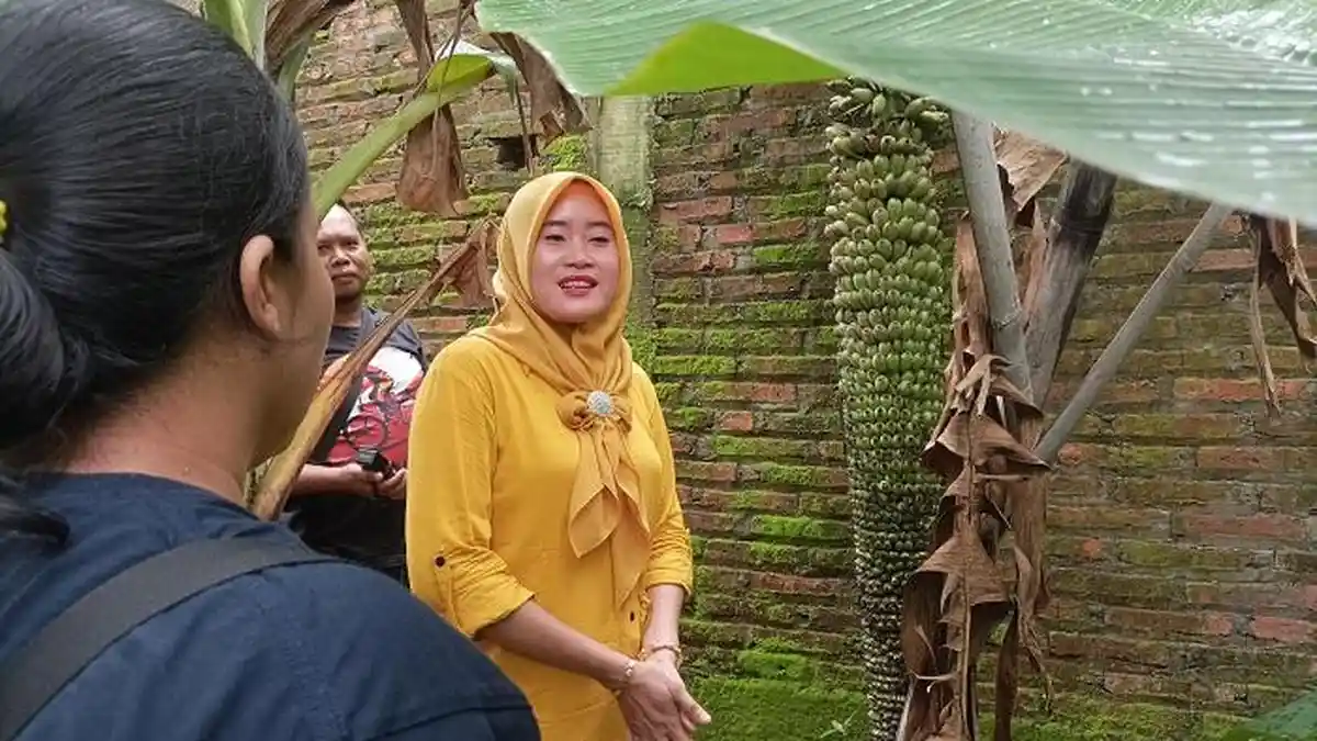 Unik! Tandan Pisang Milik Warga Sadang Kudus Punya Panjang 2 Meter ...