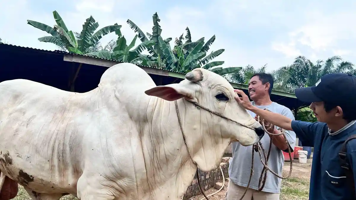 Sapi Brahman Cross Asal Batang Hari Jambi Dipilih Jadi Kurban Presiden ...