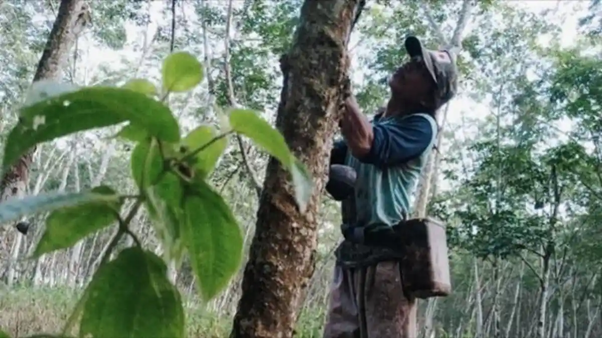 Getah Karet Mingguan di Kecamatan Mesuji Raya OKI, Hari ini Dibeli Rp ...