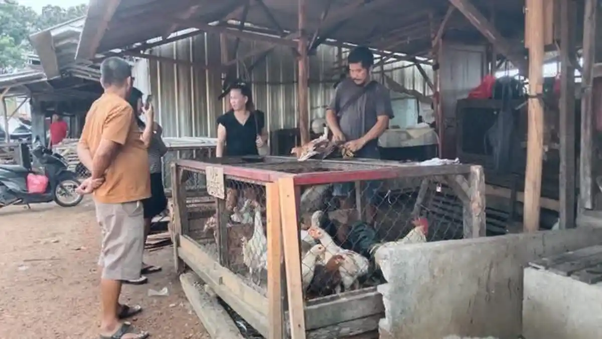 Jelang Ceng Beng di Pangkalpinang, Harga Ayam Kampung Tembus Rp100 Ribu ...