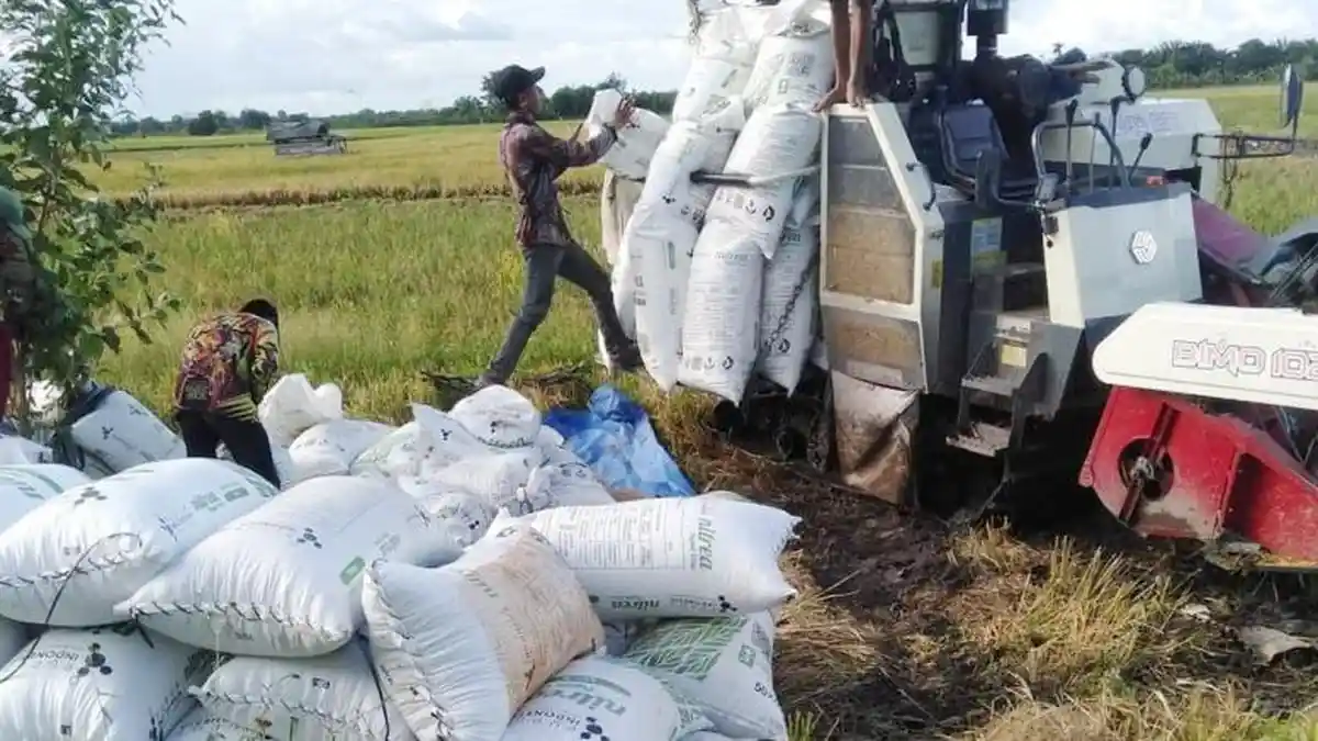 Mesuji Lampung Memasuki Masa Panen Raya, Harga Gabah Langsung Turun ...