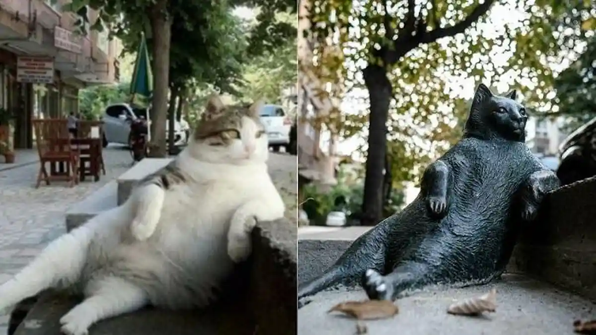 Tombili Si Kucing Santuy Istanbul, Dianugerahi Patung Perunggu ...