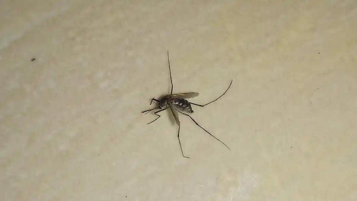 Musim Hujan Banyak Nyamuk Waspada DBD, Pangkalpinang Terdata 335 Kasus ...