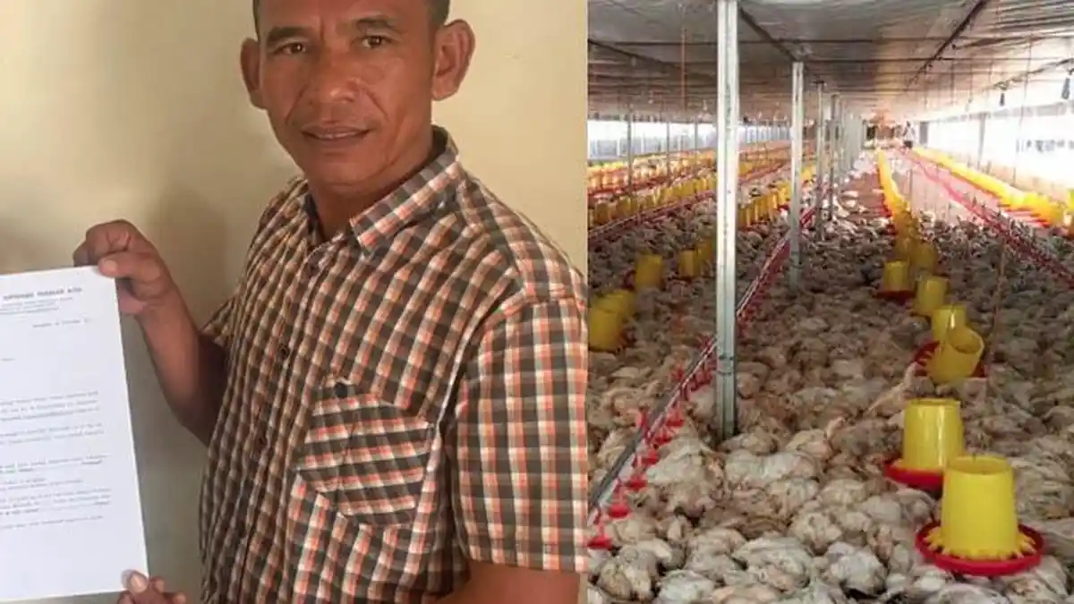 Warga Gugat PLN Rp 784 Juta karena 18.000 Ayamnya Mati Imbas Pemadaman Listrik Tanpa ...