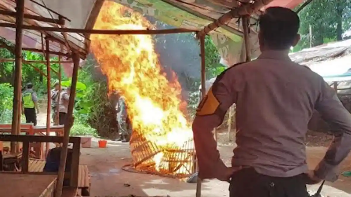 TNI-Polri Bakar Arena Judi Sabung Ayam di Trowulan Kabupaten Mojokerto ...