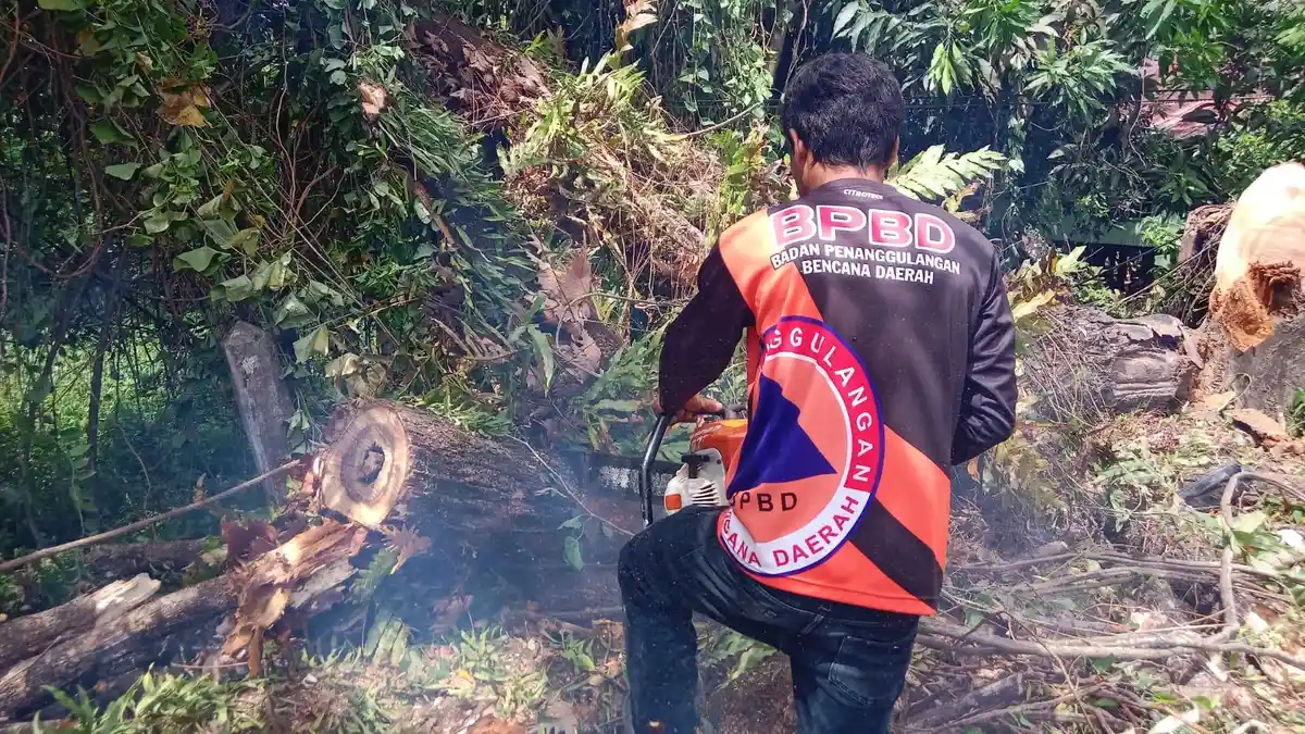 Bahayakan Pengendara, Pohon Keropos di Jalur Poros Makassar-Parepare ...