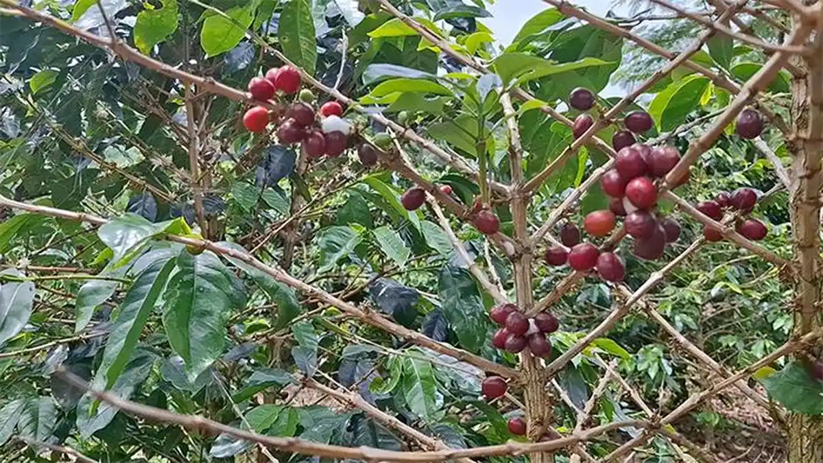 Harga Kopi Gelondong di Aceh Tengah Dijual Rp 17.000 per Kilogram ...