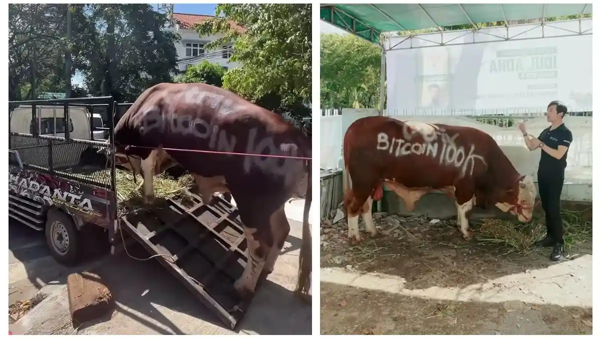 Sapi Kurban Owner Triv Bernama Lamborghini, Beratnya 1 Ton, Disembelih ...