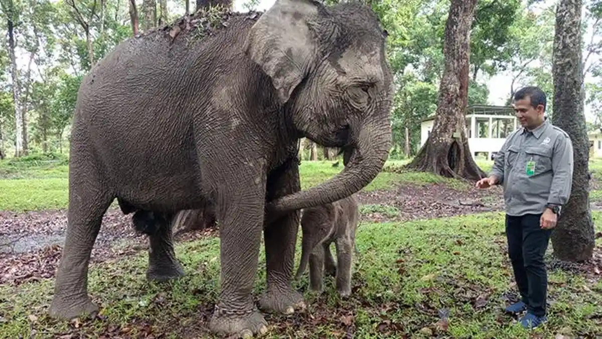Kabar Gembira, Bayi Gajah Sumatera Betina Lahir di TWA Buluh Cina ...