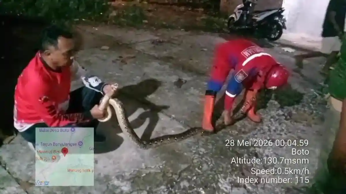 Pengunjung Warkop di Tuban Panik, Muncul Ular Piton 2,5 Meter di ...