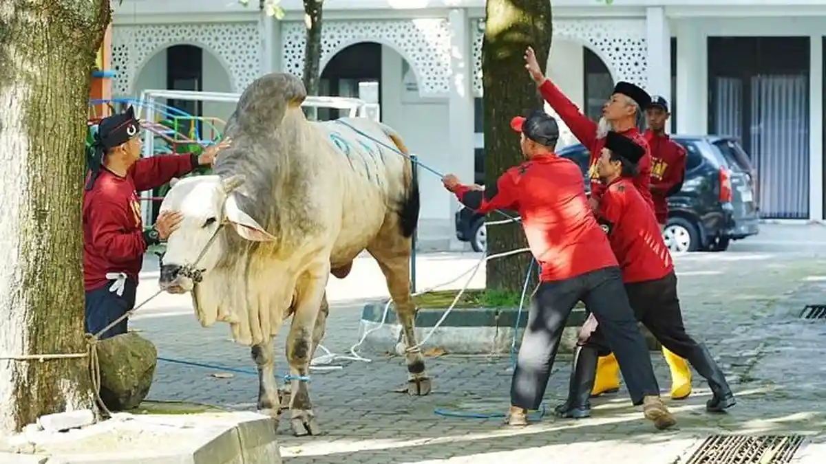 Bupati Klaten Hamenang Ingatkan Panitia Kurban Jangan Cuci Daging di ...
