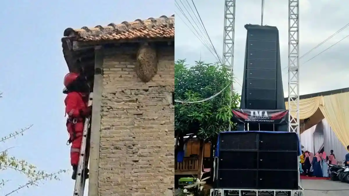 Hajatan di Lampung Selatan Mendadak Mencekam, Tawon Vespa Mengganas ...