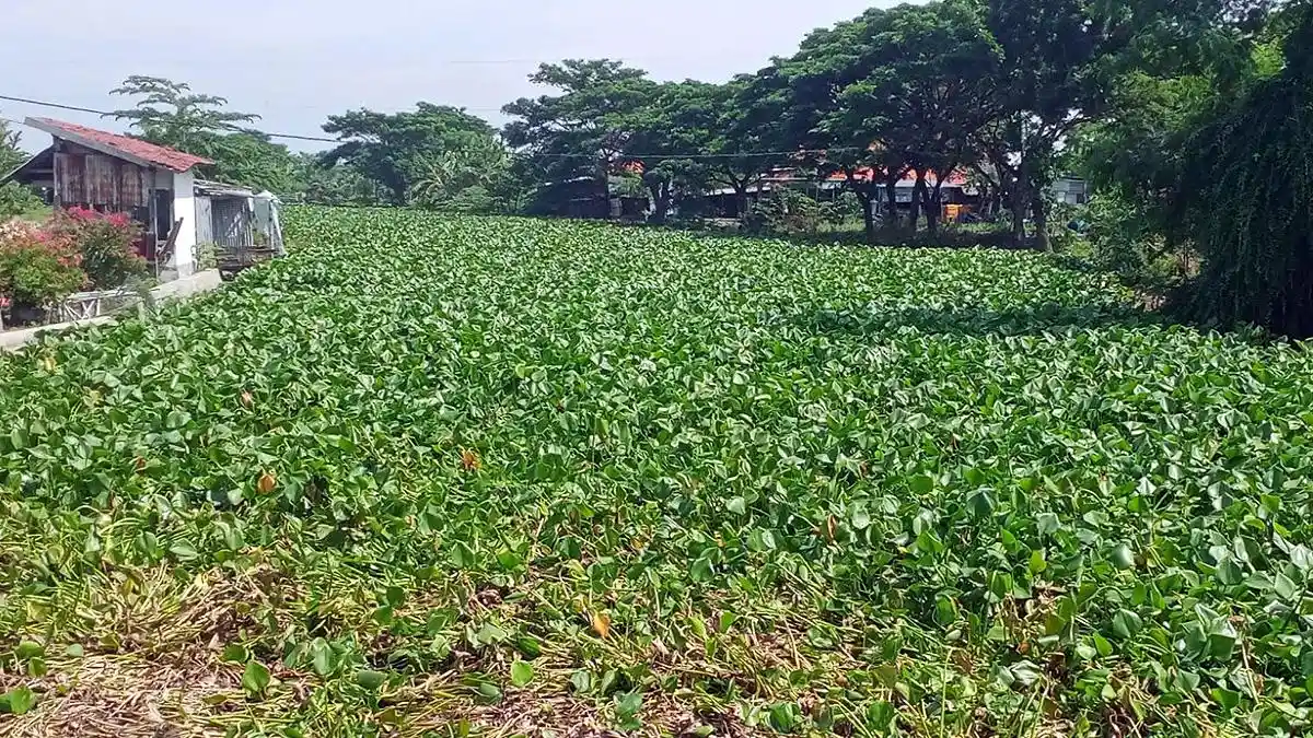 Sejumlah Anak Sungai di Lamongan Dipenuhi Eceng Gondok, Warga Khawatir ...