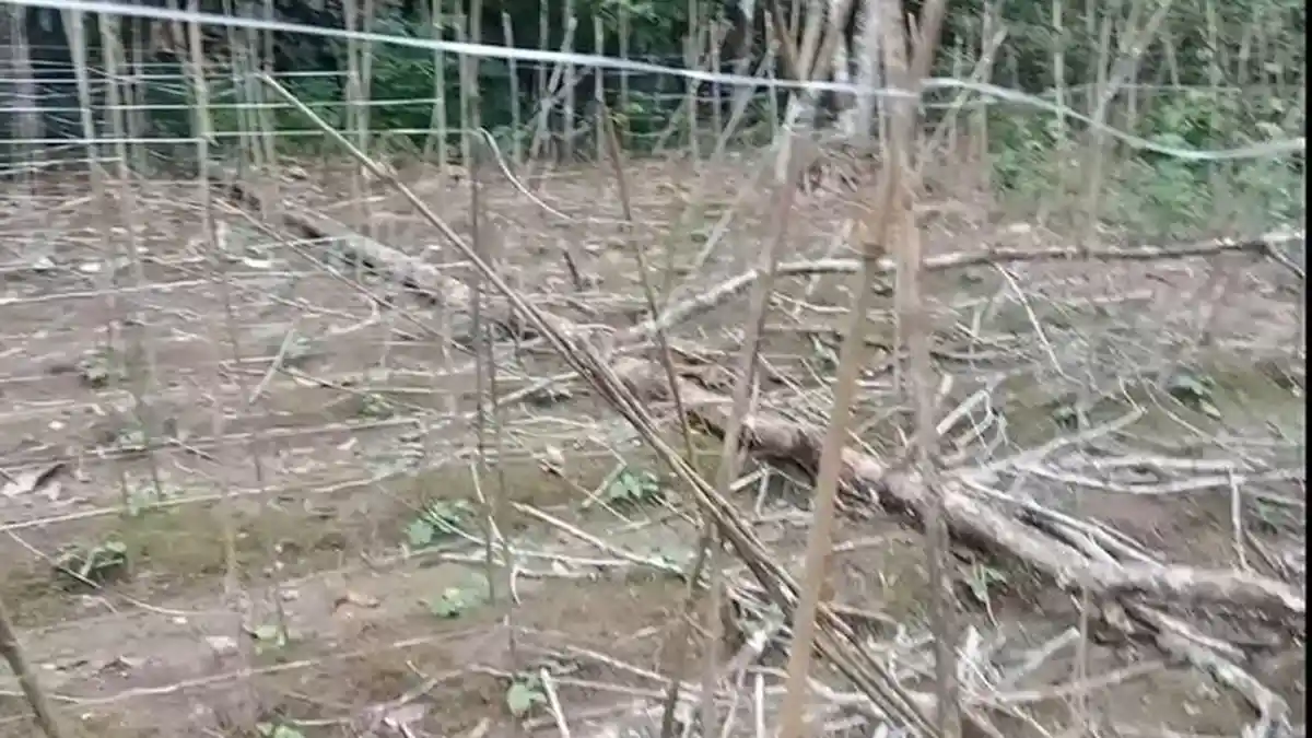 Terdampak Angin Kencang, Turus Tanaman Sayur Petani Pemalongan ...