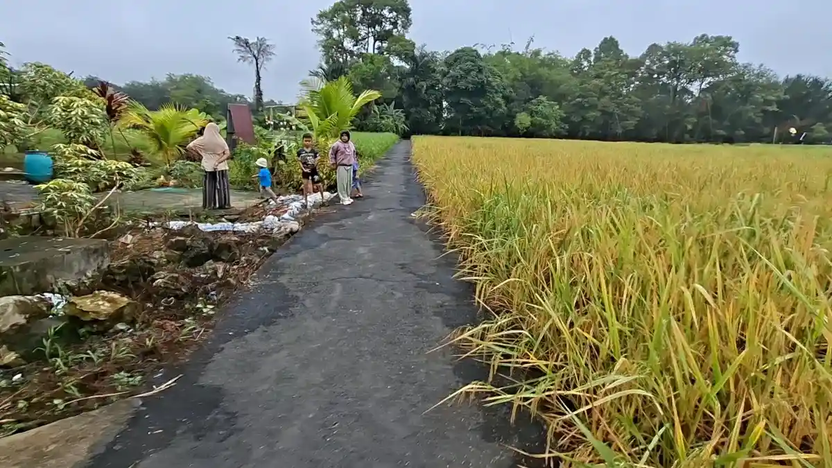 Harga Gabah Anjlok Saat Panen Serentak, Petani Tapin Khawatir Rugi ...