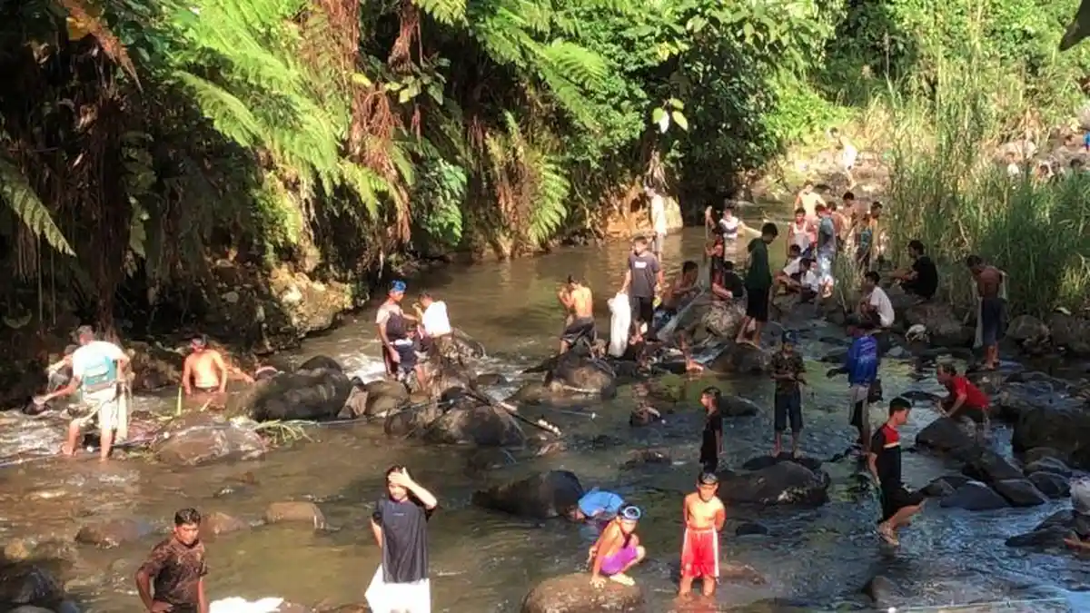 Tradisi Ikan Larangan di Lubuk Landur Pasaman Barat Sudah Berlangsung ...