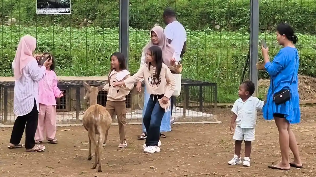 Melihat Mini Zoo di Kaki Gunung Ciremai Kuningan, Pengunjung Bisa Kasih ...