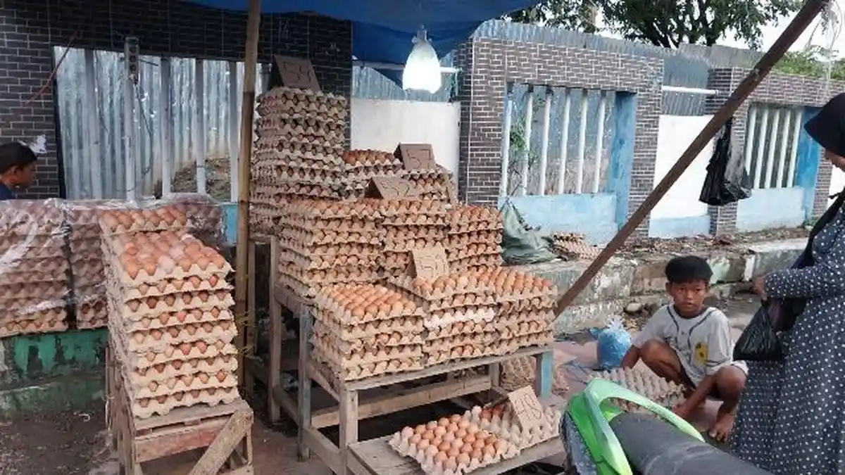Harga Pakan Capai Rp12 Ribu Per Kilogram, Pengusaha Telur di Bulukumba ...