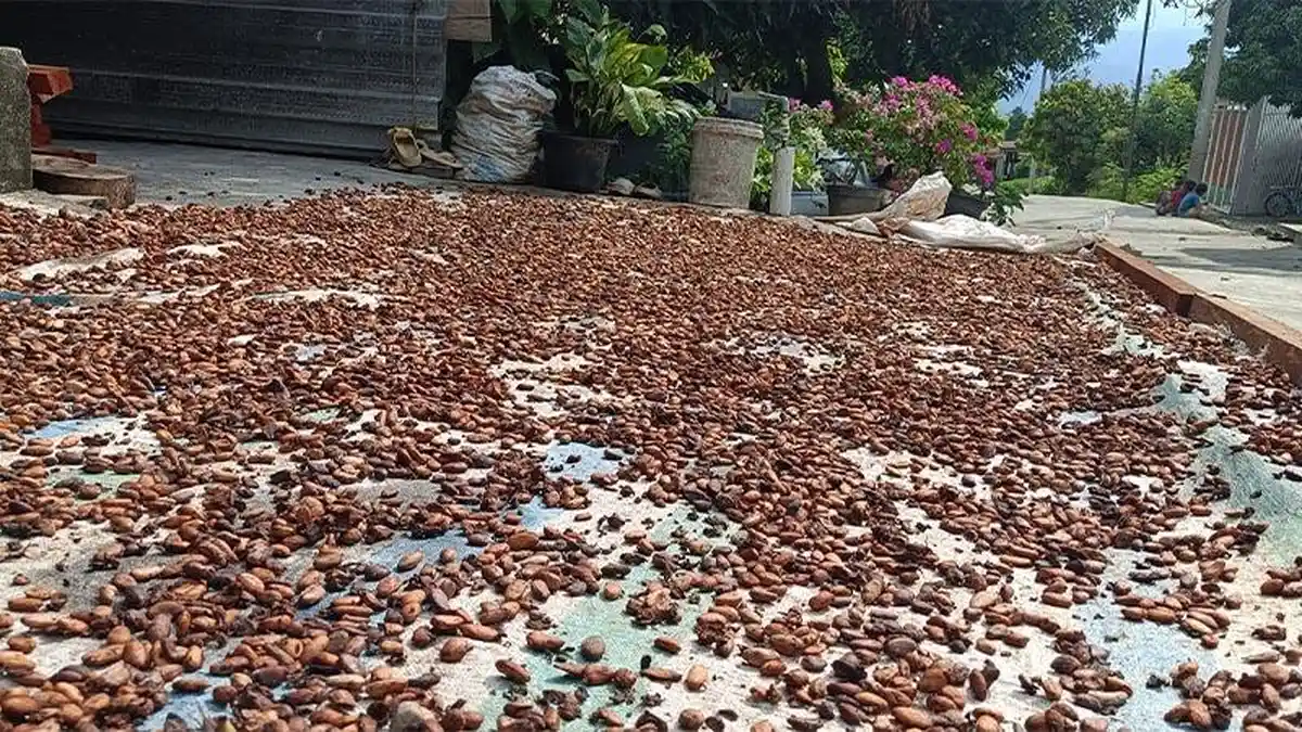 Harga Kakao Kering di Aceh Tenggara Stabil Diangka Rp 55.000/Kg ...