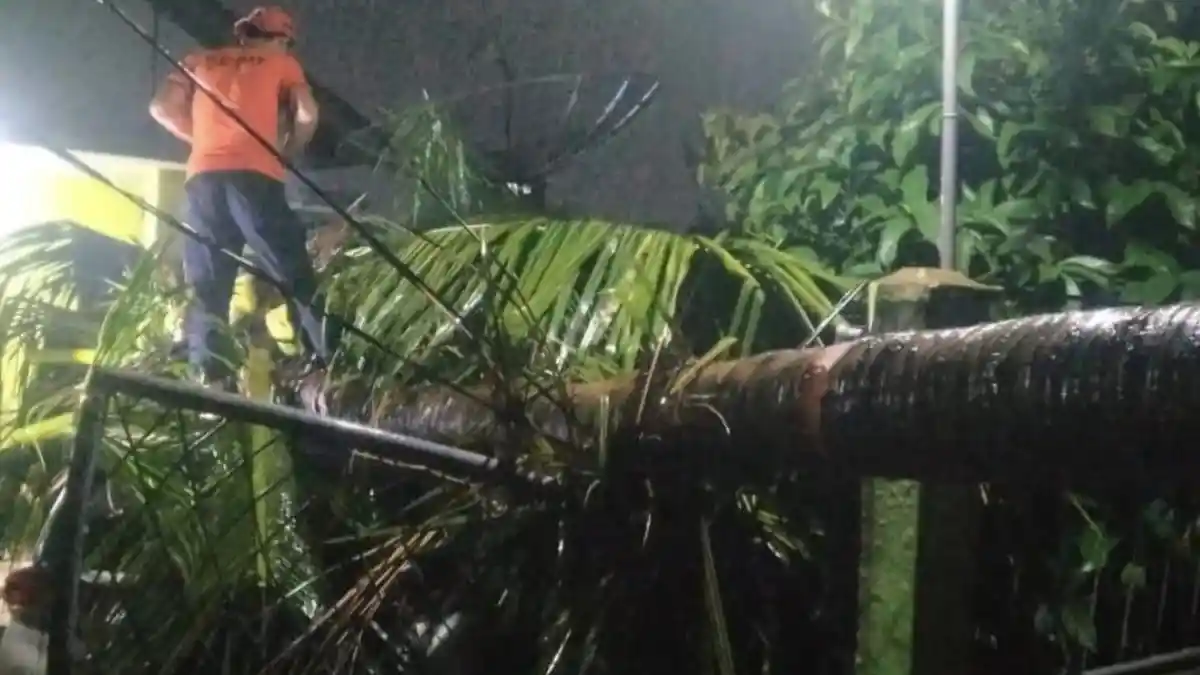 5 Wilayah di Lampung Terdampak Hujan Angin, Pohon Tumbang hingga Banjir ...