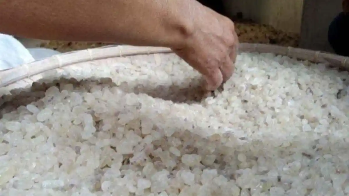 Petani di Pesisir Barat Lampung Sambut Baik Harga Getah Damar Rp 20 ...