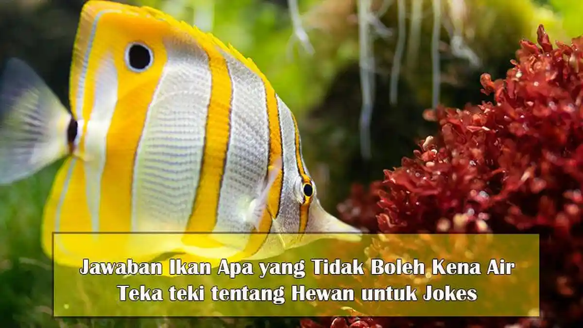 Jawaban Ikan Apa yang Tidak Boleh Kena Air , Teka teki tentang Hewan ...