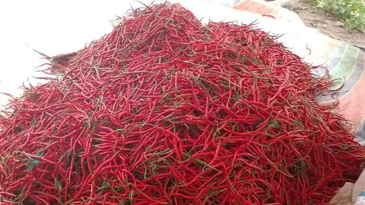 Harga Cabai Tingkat Petani di Aceh Tengah Turun, Cabai Merah Rp 73.000 ...